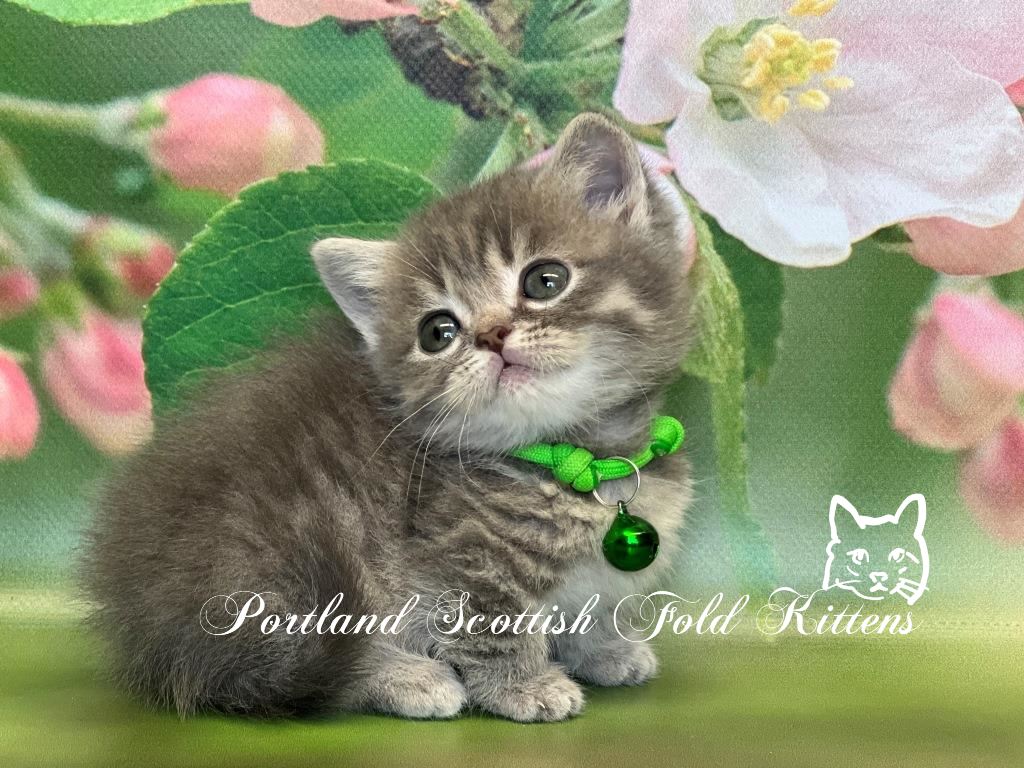 Portland Scottish Fold, Straight Kittens & Munchkin Kittens - Gallery