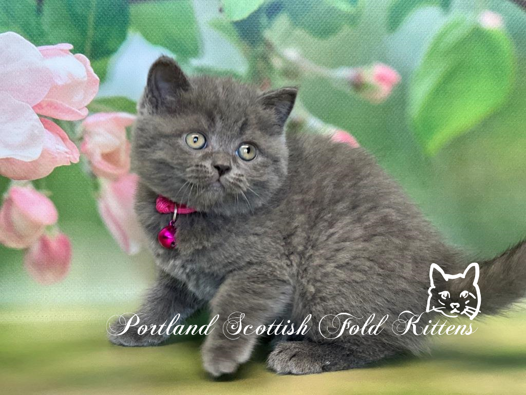 Portland Scottish Fold, Straight Kittens & Munchkin Kittens - Gallery