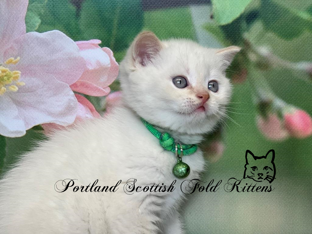 Portland Scottish Fold, Straight Kittens & Munchkin Kittens - Gallery