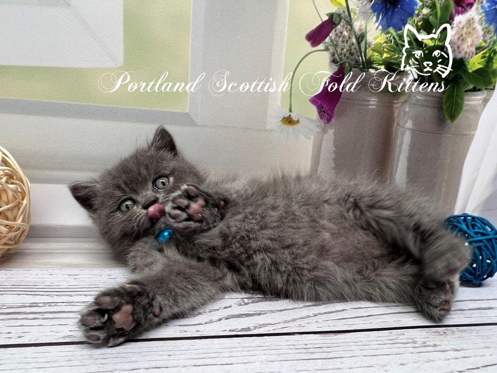 Portland Scottish Fold, Straight Kittens & Munchkin Kittens - Gallery