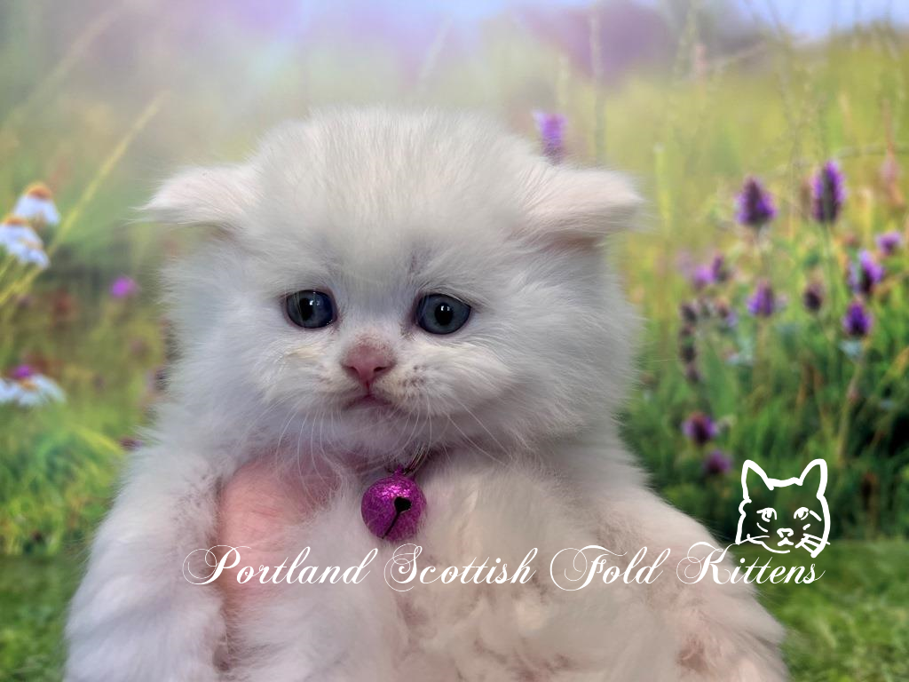 Portland Scottish Fold, Straight Kittens & Munchkin Kittens - Gallery