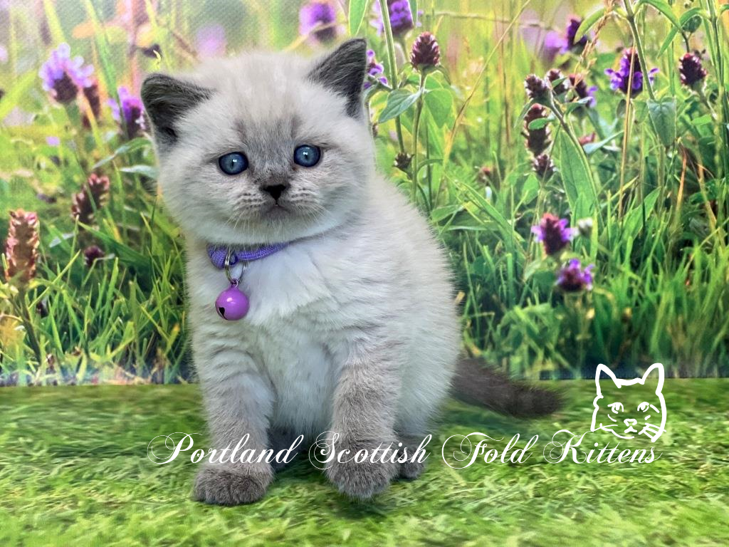 Portland Scottish Fold, Straight Kittens & Munchkin Kittens - Gallery