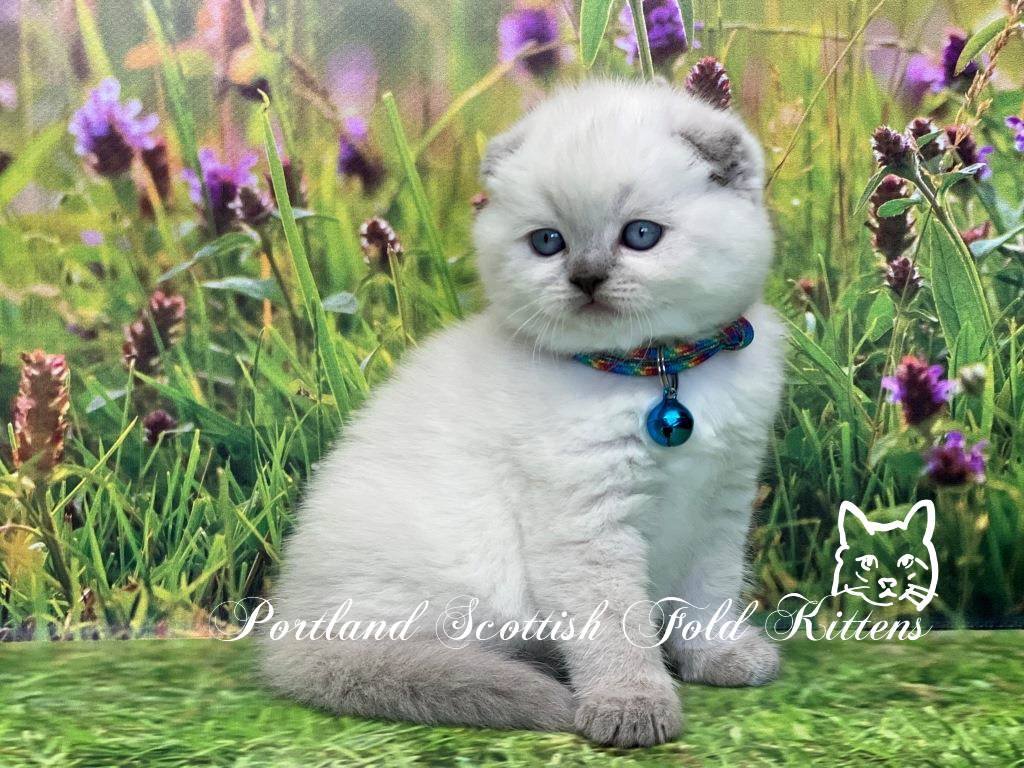 Portland Scottish Fold, Straight Kittens & Munchkin Kittens - Gallery