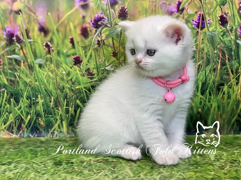Portland Scottish Fold, Straight Kittens & Munchkin Kittens - Gallery