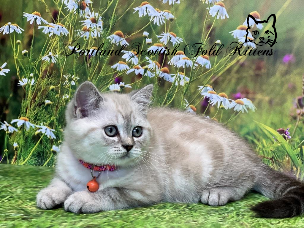 Portland Scottish Fold, Straight Kittens & Munchkin Kittens - Gallery