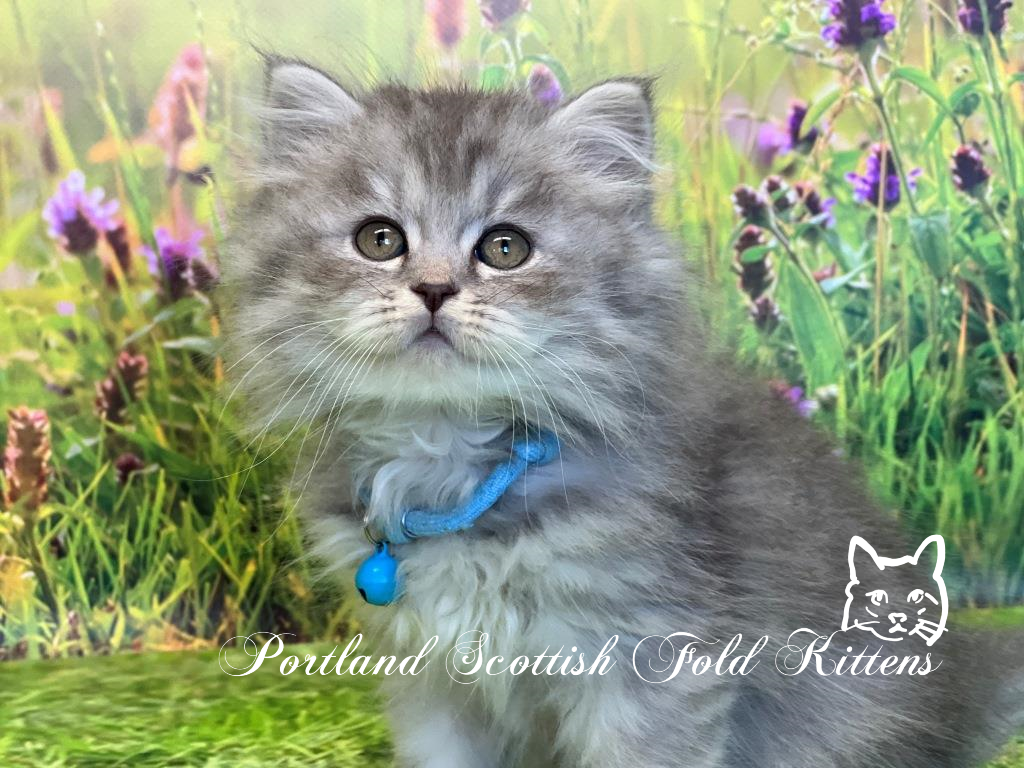Portland Scottish Fold, Straight Kittens & Munchkin Kittens - Gallery