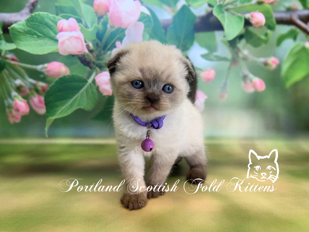 Portland Scottish Fold, Straight Kittens & Munchkin Kittens - Gallery