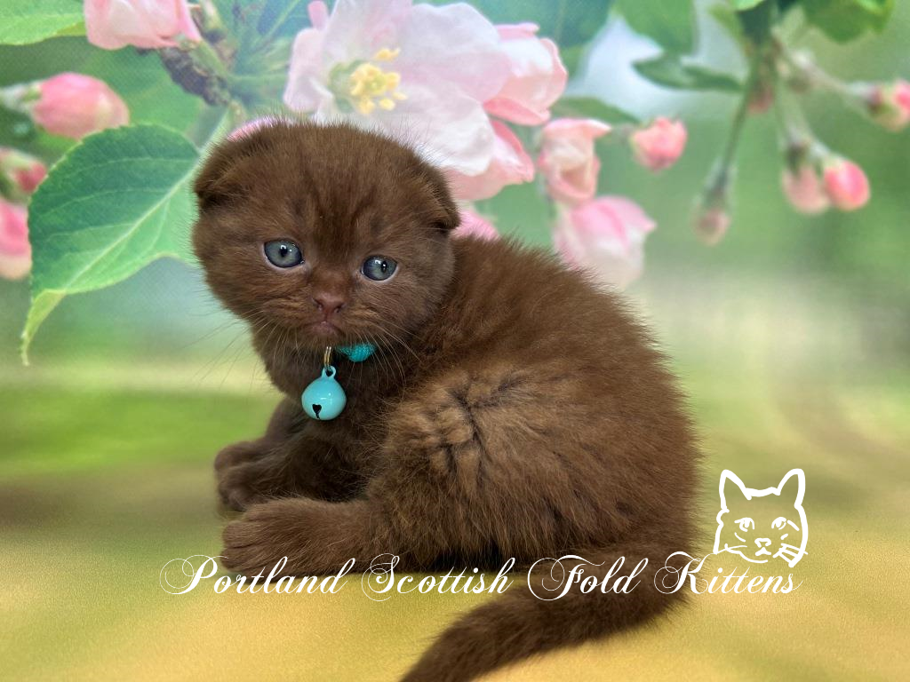 Portland Scottish Fold, Straight Kittens & Munchkin Kittens - Gallery