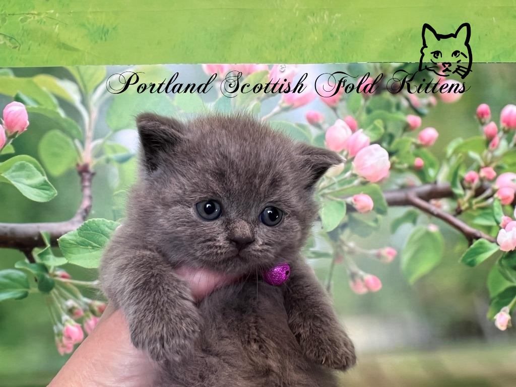 Portland Scottish Fold, Straight Kittens & Munchkin Kittens - Gallery