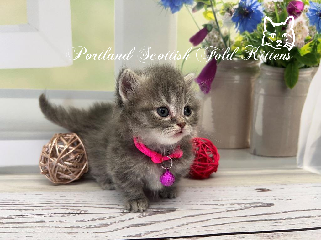 Portland Scottish Fold, Straight Kittens & Munchkin Kittens - Gallery