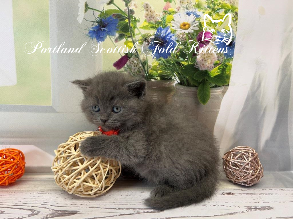 Portland Scottish Fold, Straight Kittens & Munchkin Kittens - Gallery