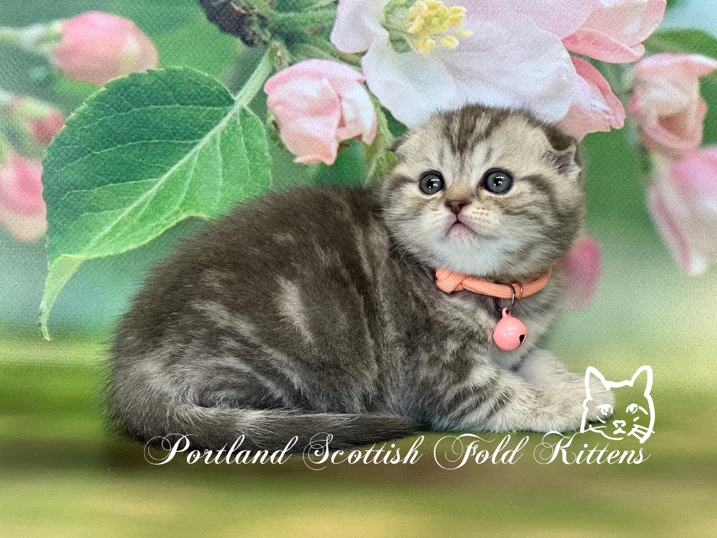 Portland Scottish Fold, Straight Kittens & Munchkin Kittens - Gallery