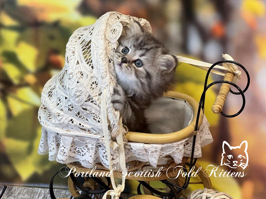 Portland Scottish Fold, Straight Kittens & Munchkin Kittens - Gallery