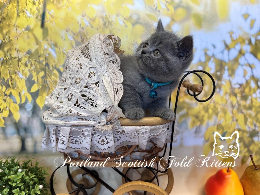 Portland Scottish Fold, Straight Kittens & Munchkin Kittens - Gallery