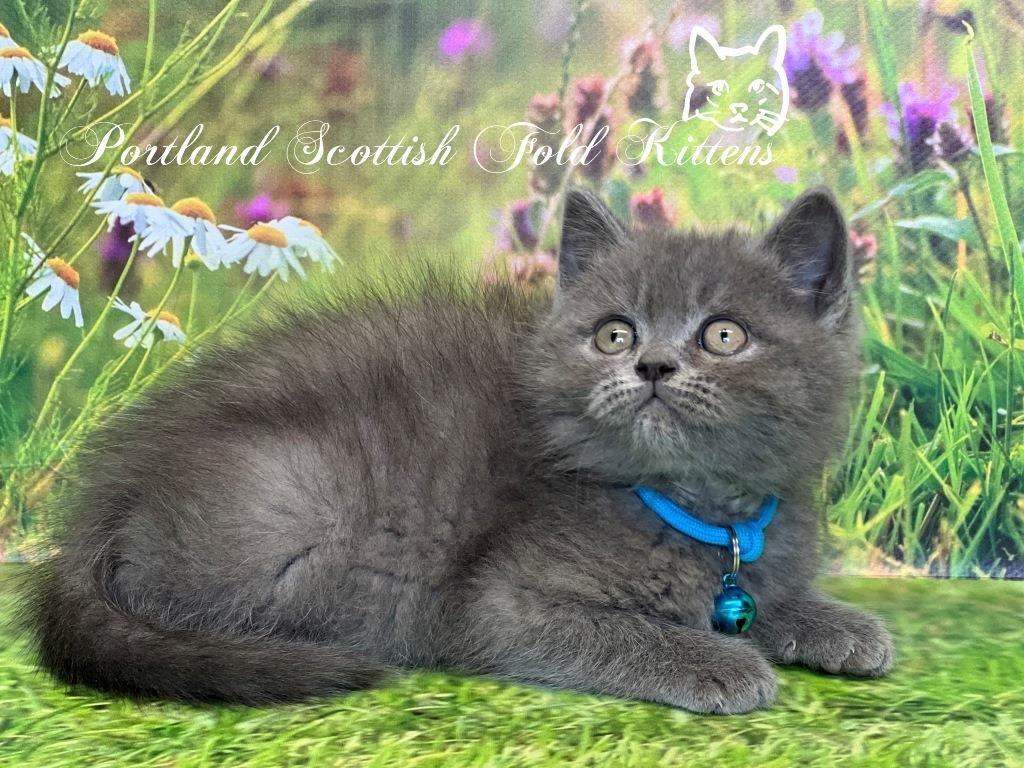 Portland Scottish Fold, Straight Kittens & Munchkin Kittens - Gallery