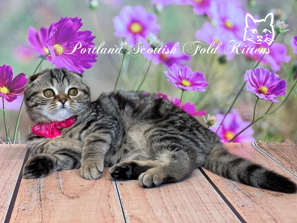 Portland Scottish Fold, Straight Kittens & Munchkin Kittens - Gallery