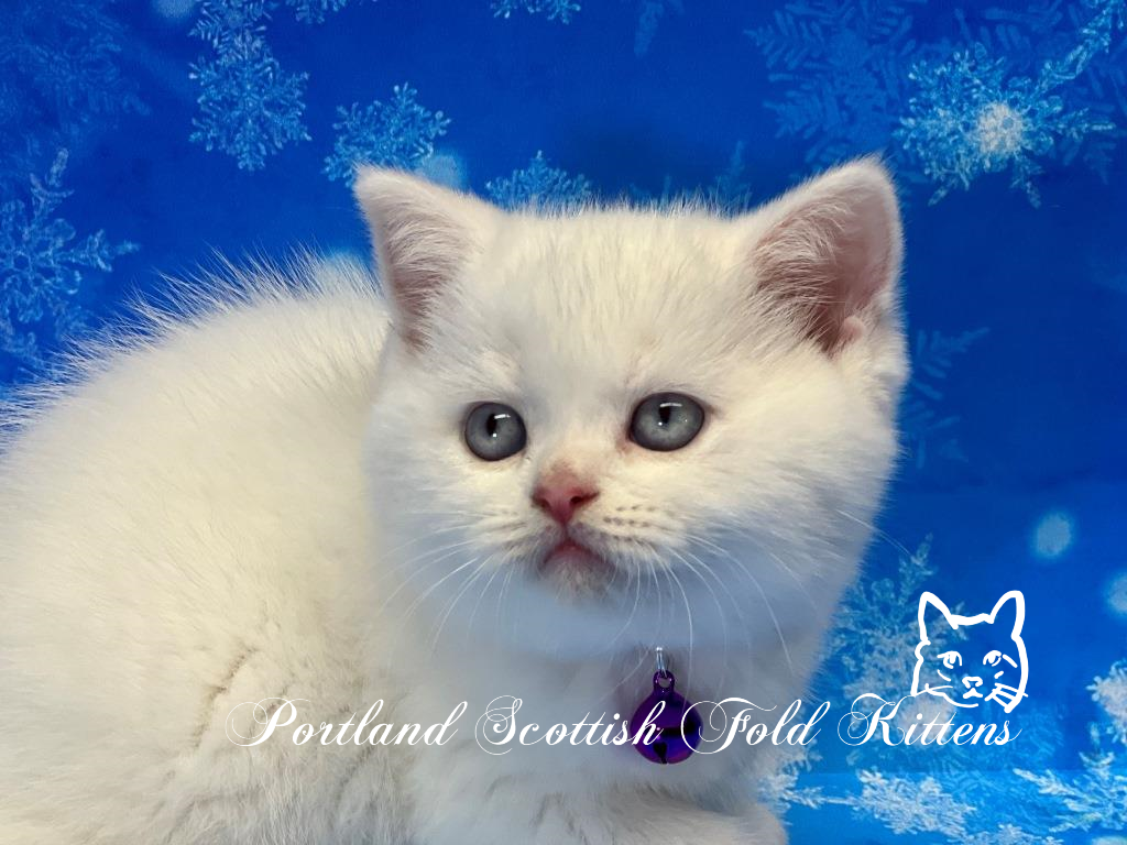 Portland Scottish Fold, Straight Kittens & Munchkin Kittens - Gallery