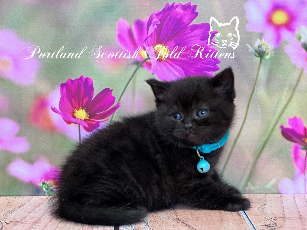 Portland Scottish Fold, Straight Kittens & Munchkin Kittens - Gallery