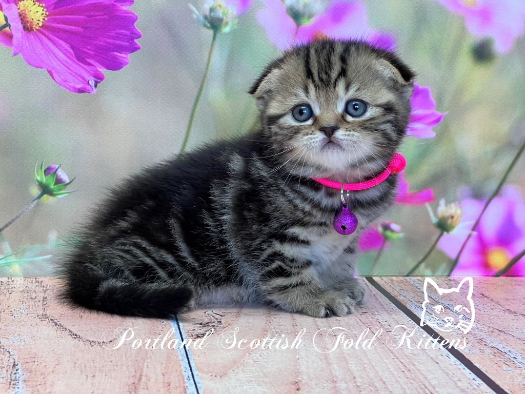 Portland Scottish Fold, Straight Kittens & Munchkin Kittens - Gallery