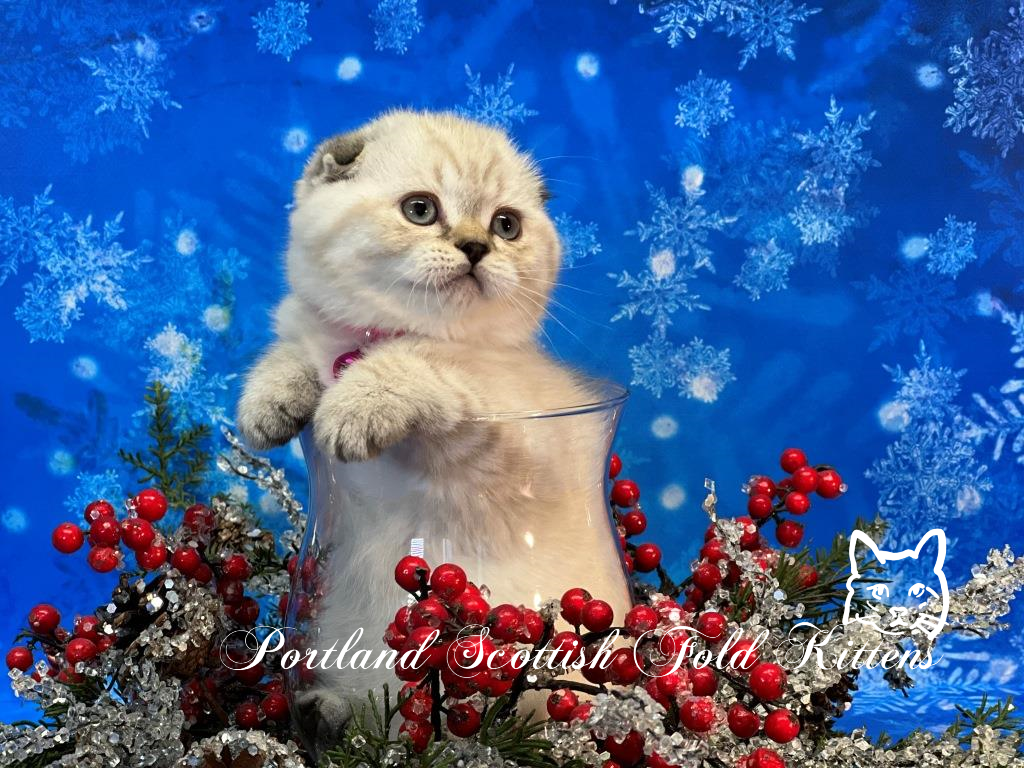 Portland Scottish Fold, Straight Kittens & Munchkin Kittens - Gallery