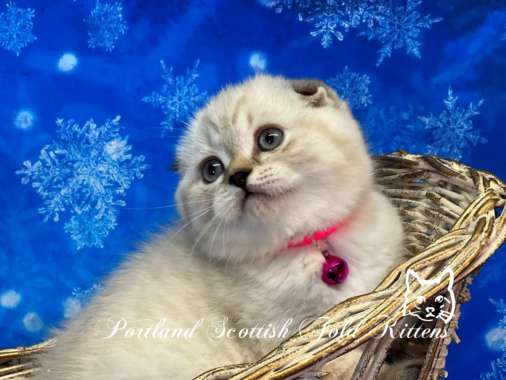 Portland Scottish Fold, Straight Kittens & Munchkin Kittens - Gallery