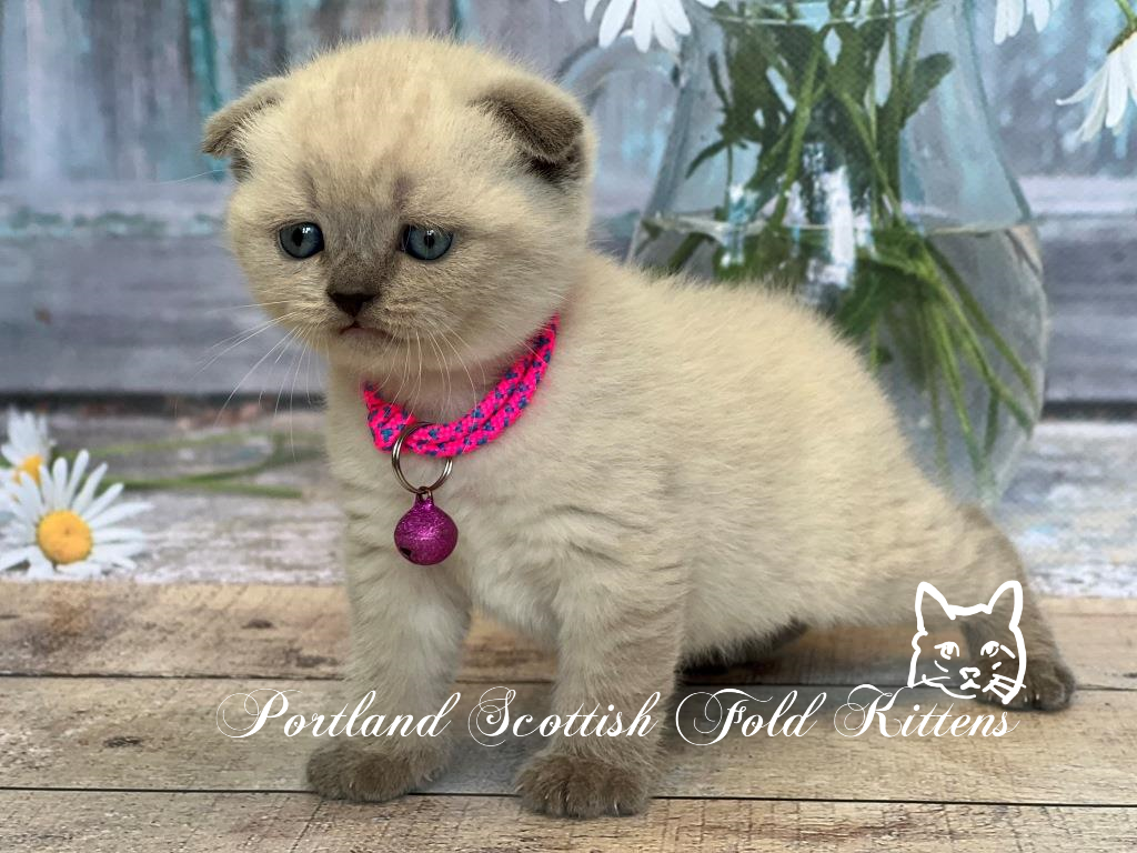 Portland Scottish Fold, Straight Kittens & Munchkin Kittens - Gallery