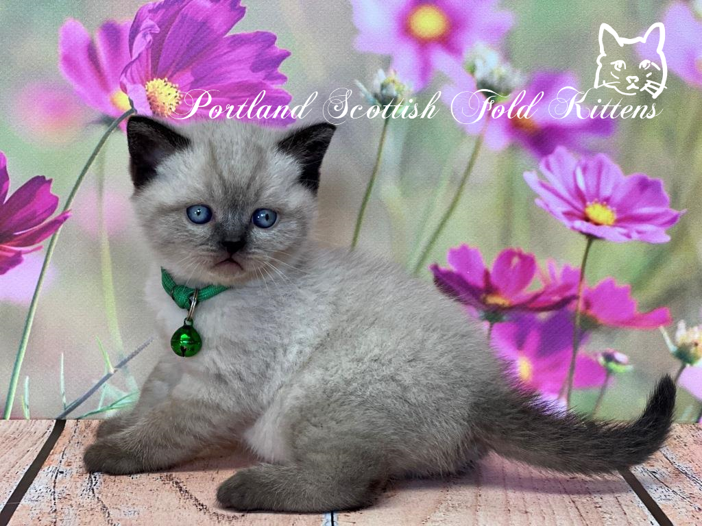 Portland Scottish Fold, Straight Kittens & Munchkin Kittens - Gallery