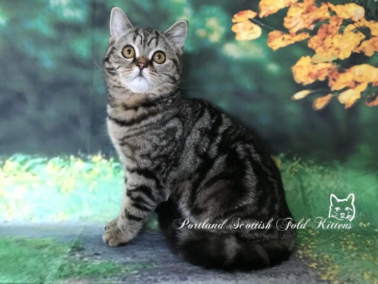 Portland Scottish Fold, Straight Kittens & Munchkin Kittens - Kittens ...