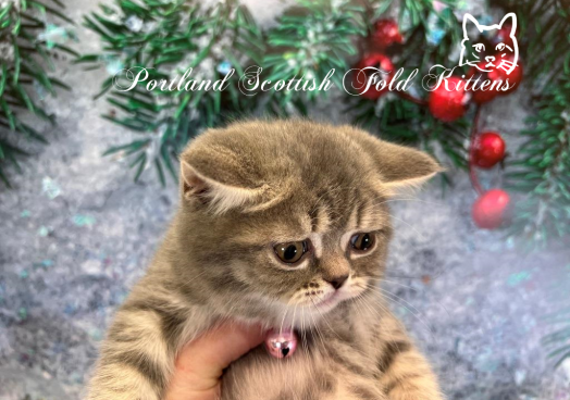 Portland Scottish Fold, Straight Kittens & Munchkin Kittens - Kittens ...